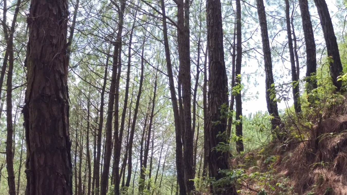 Budhaneelkantha Sundarijal Day Hike 1 Day - Third Rock Adventures